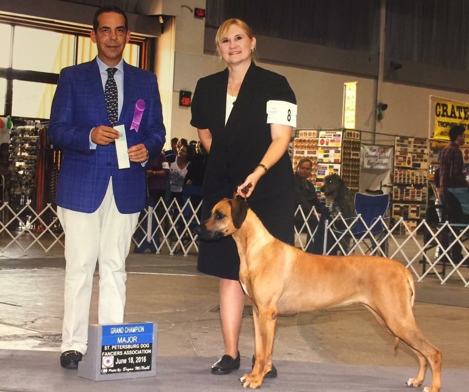 Amber - Rhodesian Ridgeback AKC Grand Champion