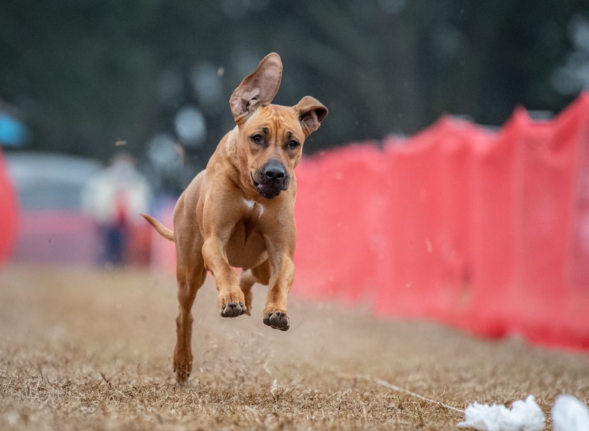 Amber Trace Rhodesian Ridgebacks - Torey