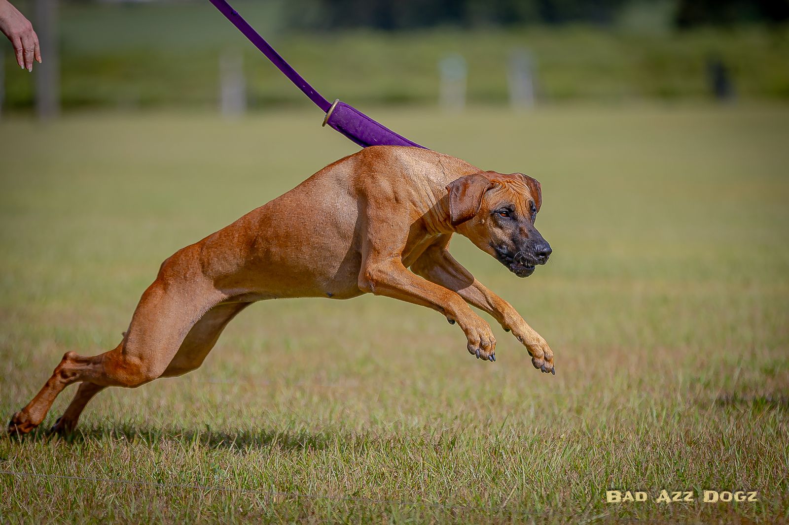 Amber Trace Rhodesian Ridgebacks - Grace