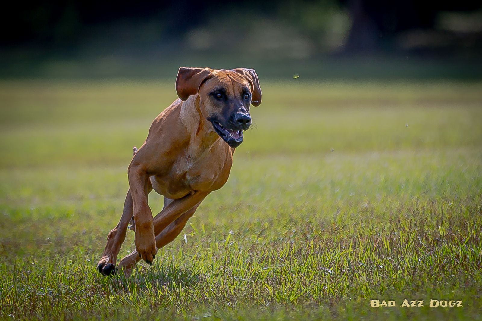 Amber Trace Rhodesian Ridgebacks - Grace