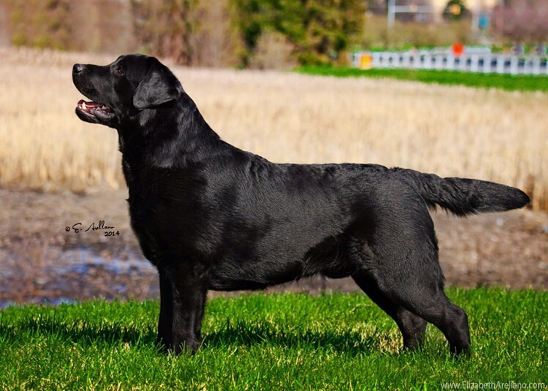 Paradocs Labradors - Dogs