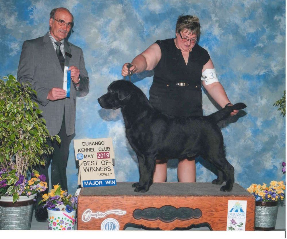 Paradocs Labradors - Swig