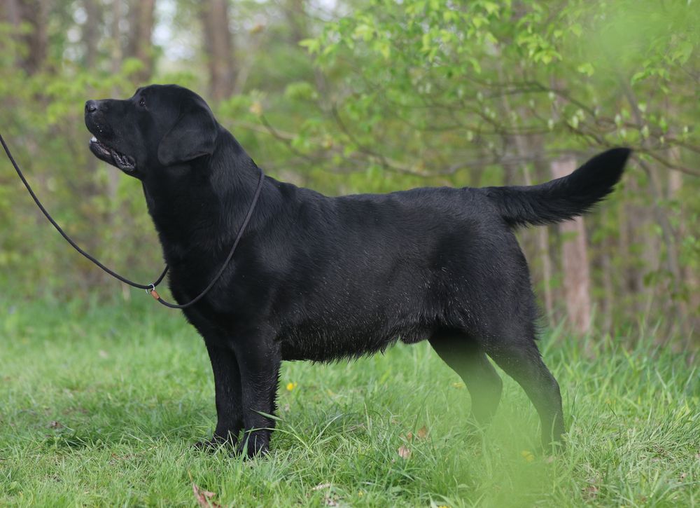Paradocs Labradors - Swig
