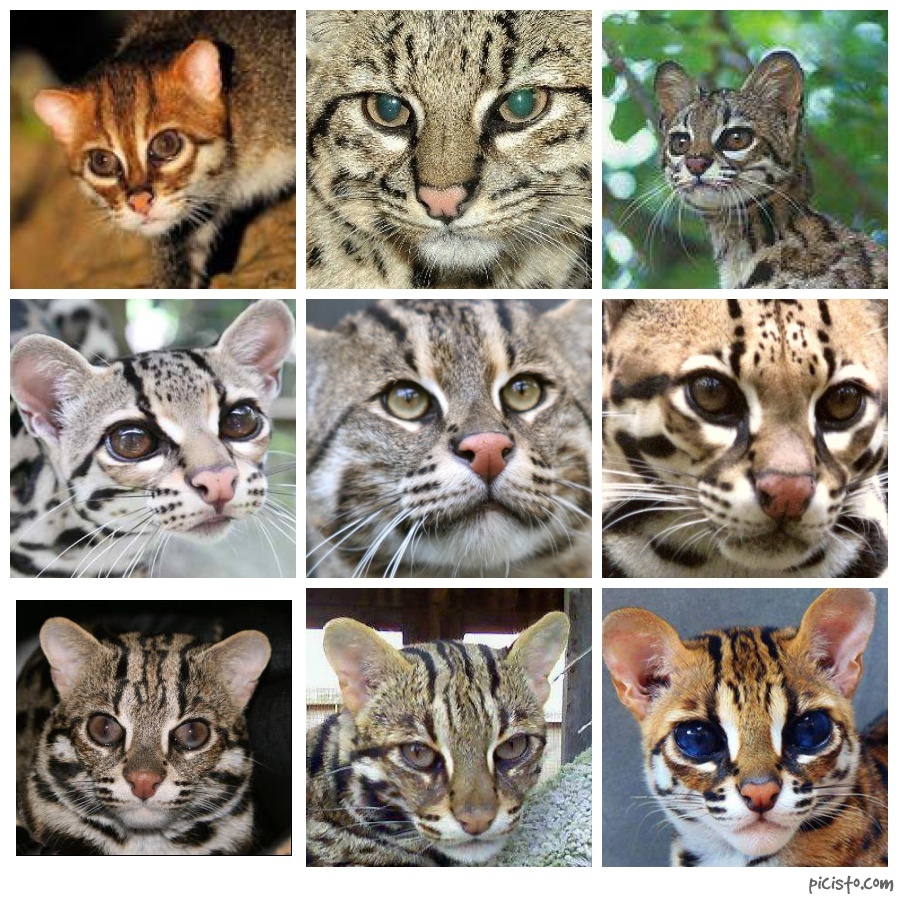 Bengal Nose Size