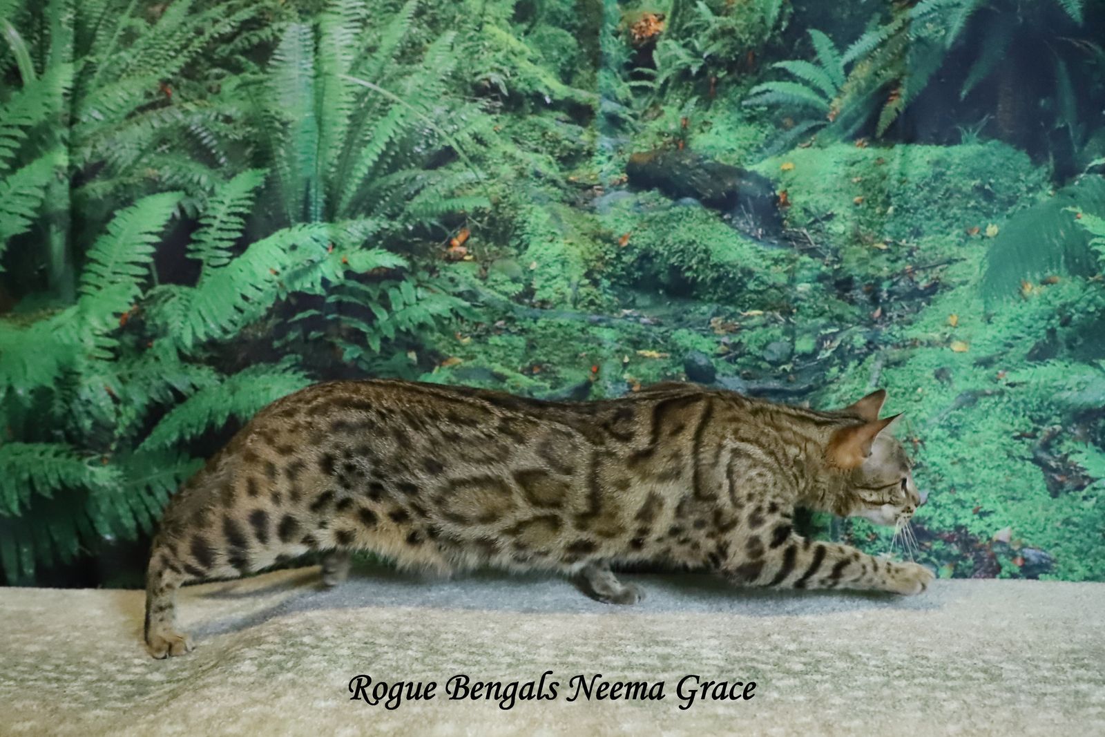 Quality Bengal Kittens - Early Generation Female Cats