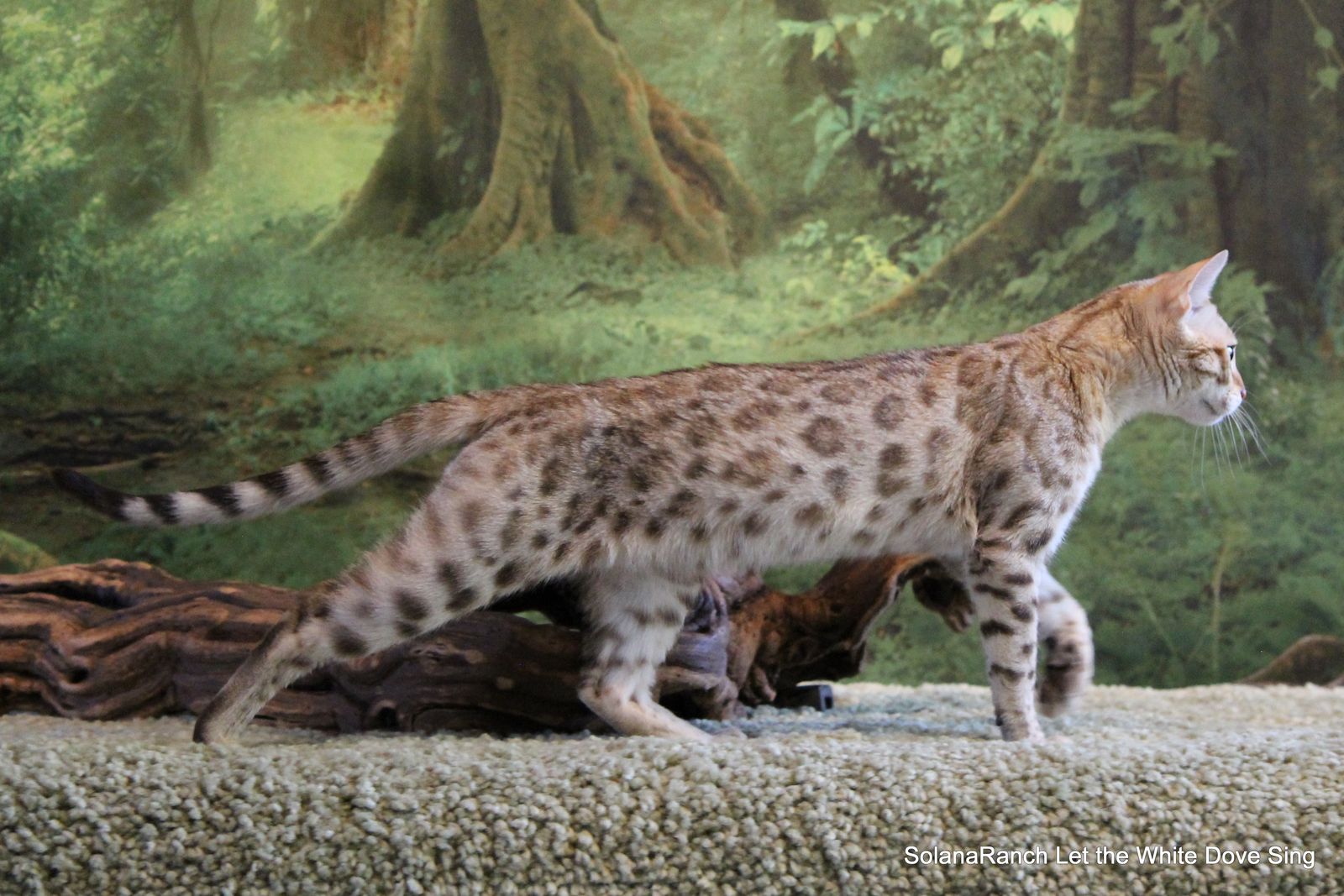 Solana Ranch Bengal cats and Bengal Kittens for sale from California ...