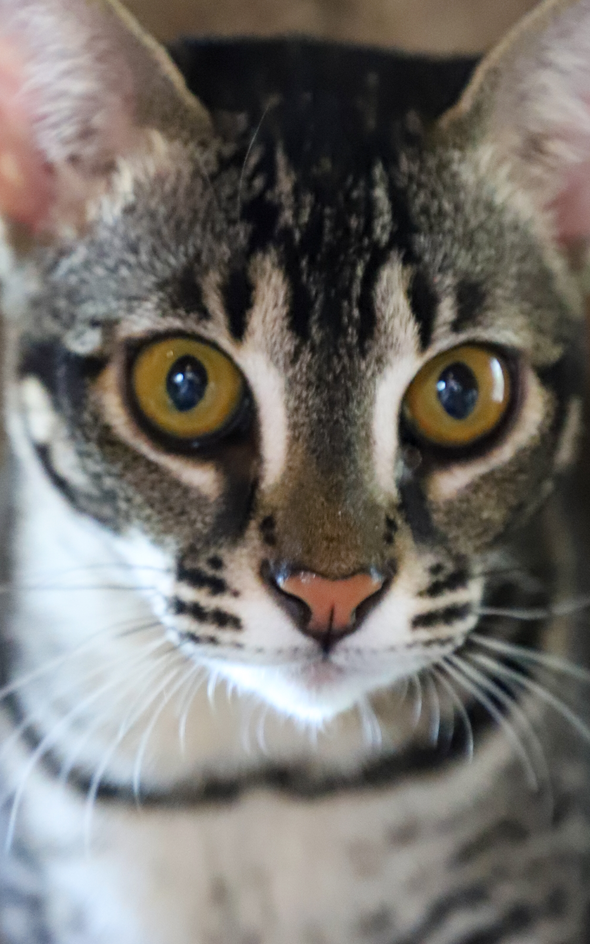 Bengal cat rosettes and spots