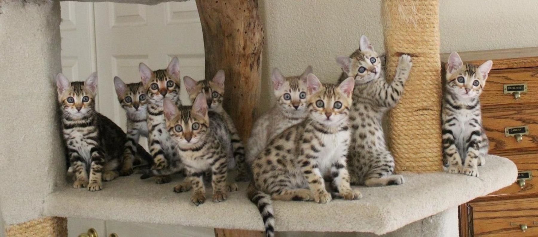 Bengal cat colors brown, sepia, snow, mink, white belly, countershading