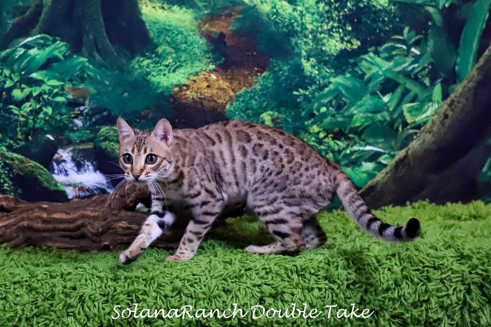 Solana Ranch Bengal cats and Bengal Kittens for sale from California ...