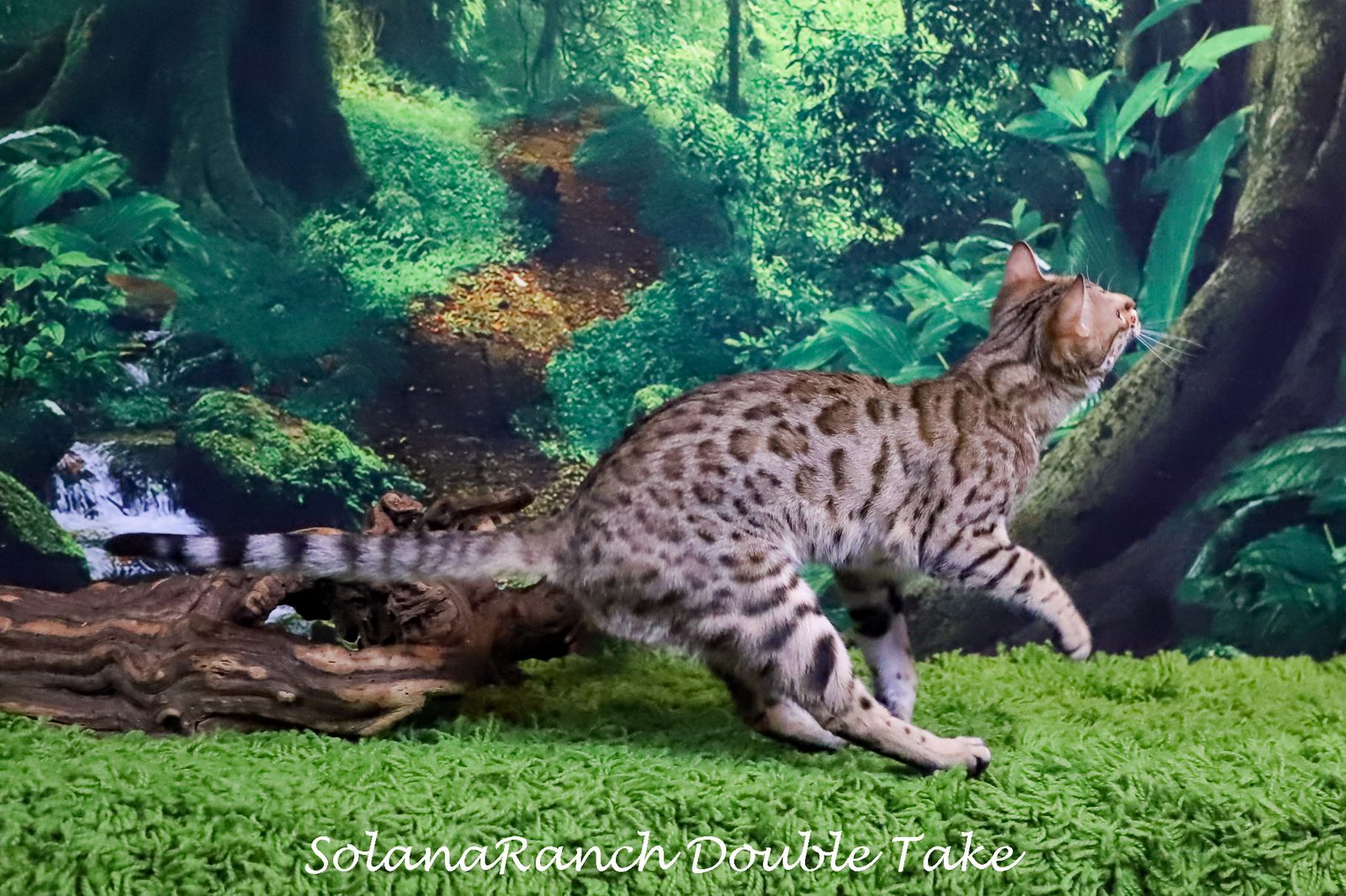 Solana Ranch Bengal cats and Bengal Kittens for sale from California ...