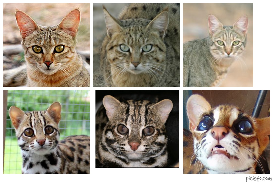 The Bengal Nose Shape