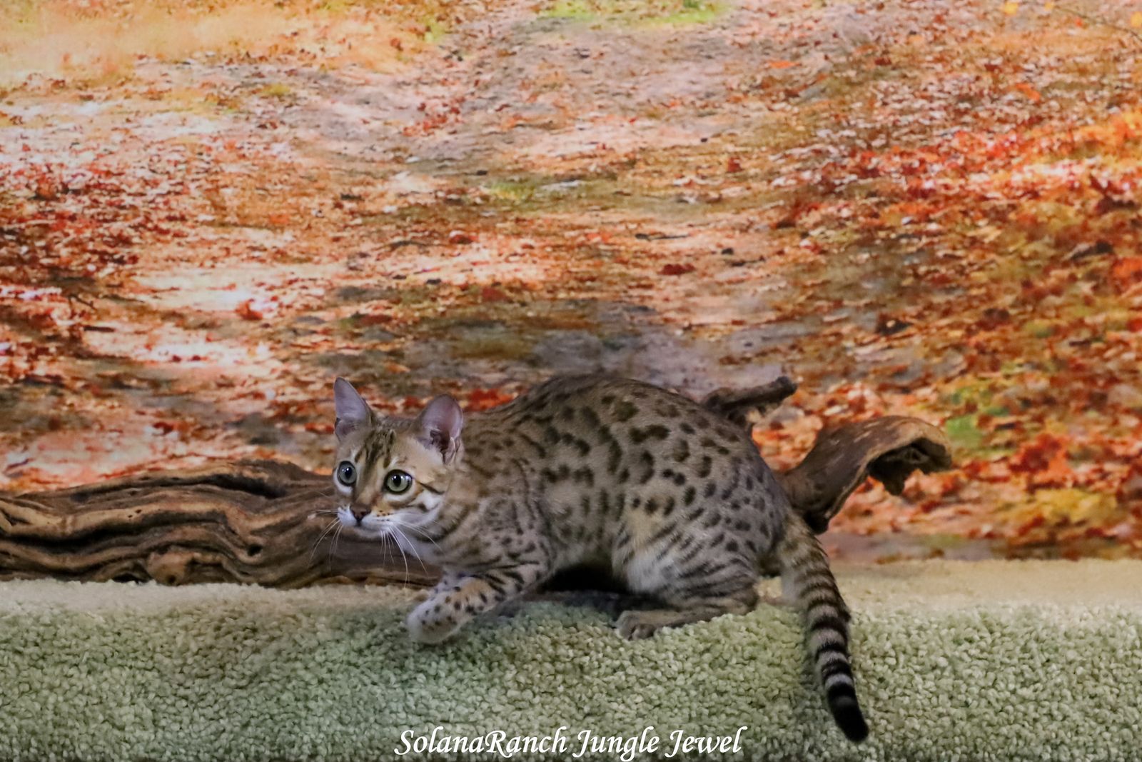 Solana Ranch Bengal cats and Bengal Kittens for sale from California ...