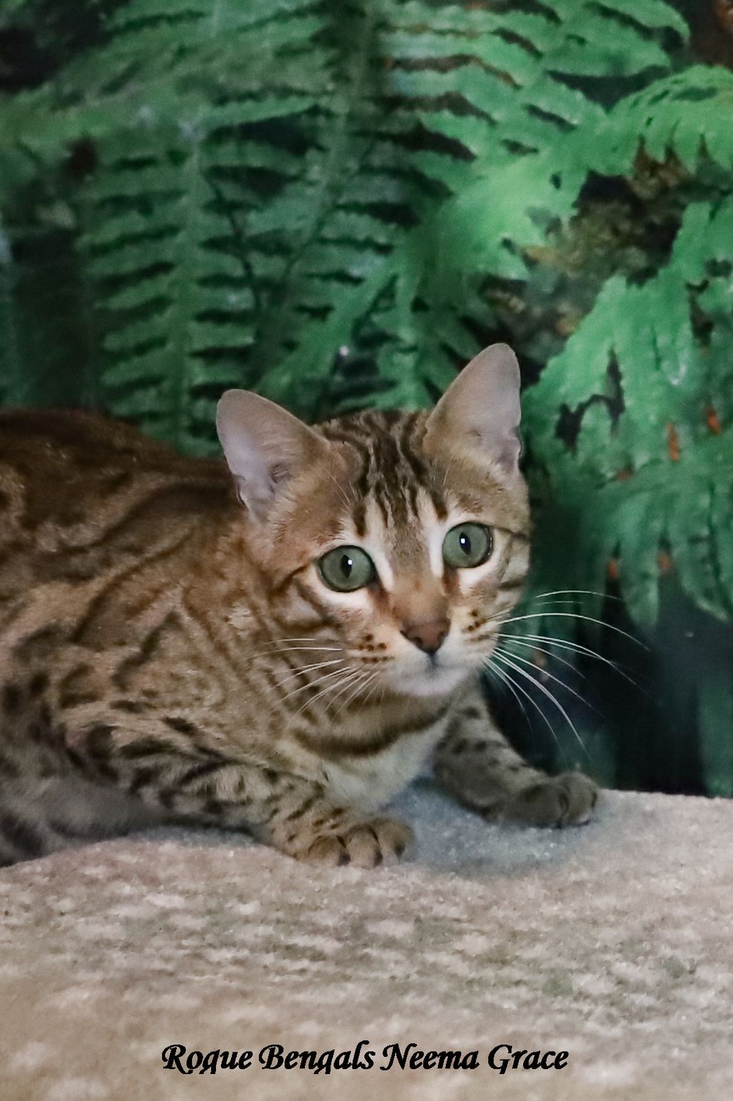 Quality Bengal Kittens - Early Generation Female Cats