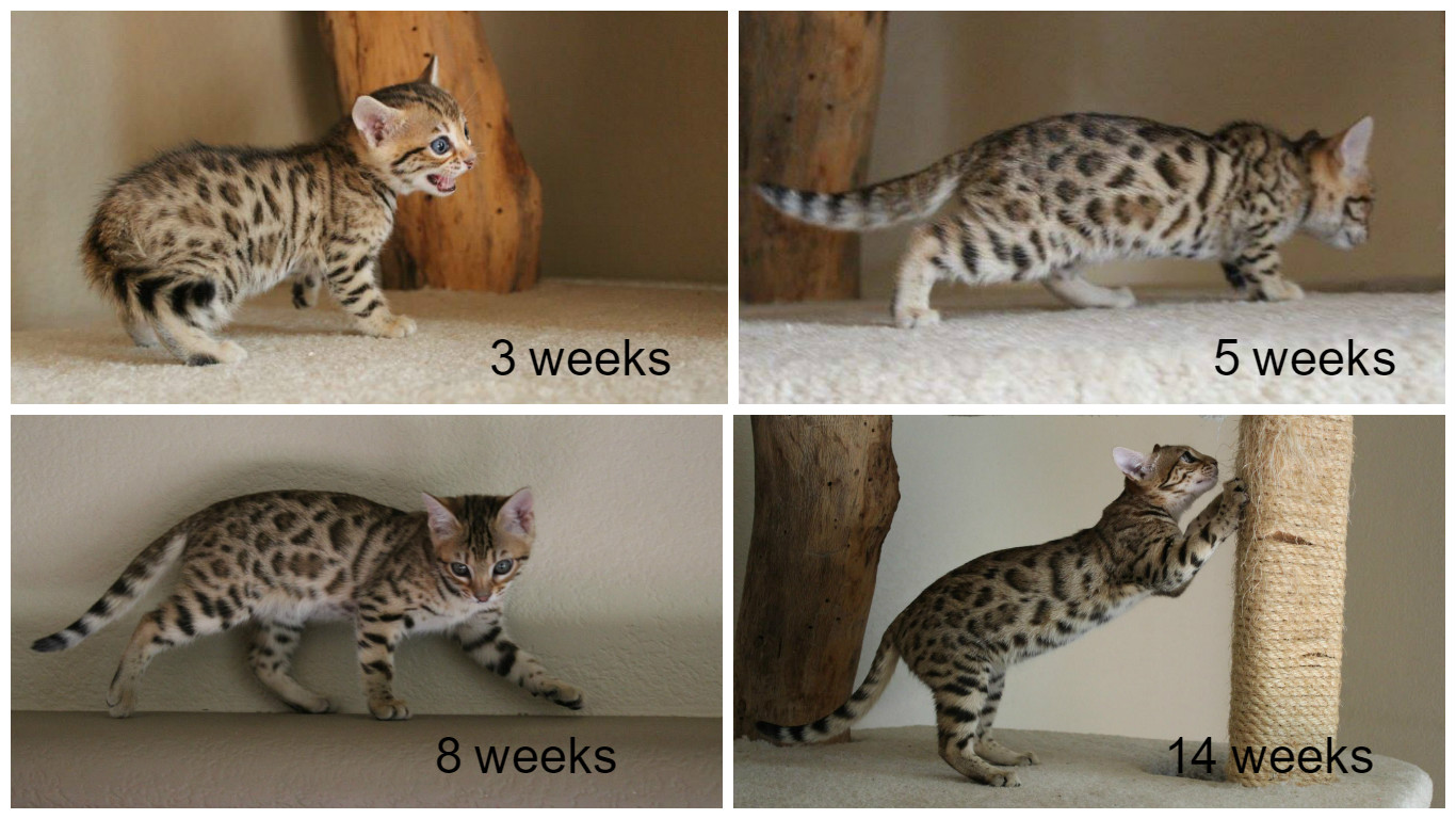Selecting for the Ideal Bengal Body Shape