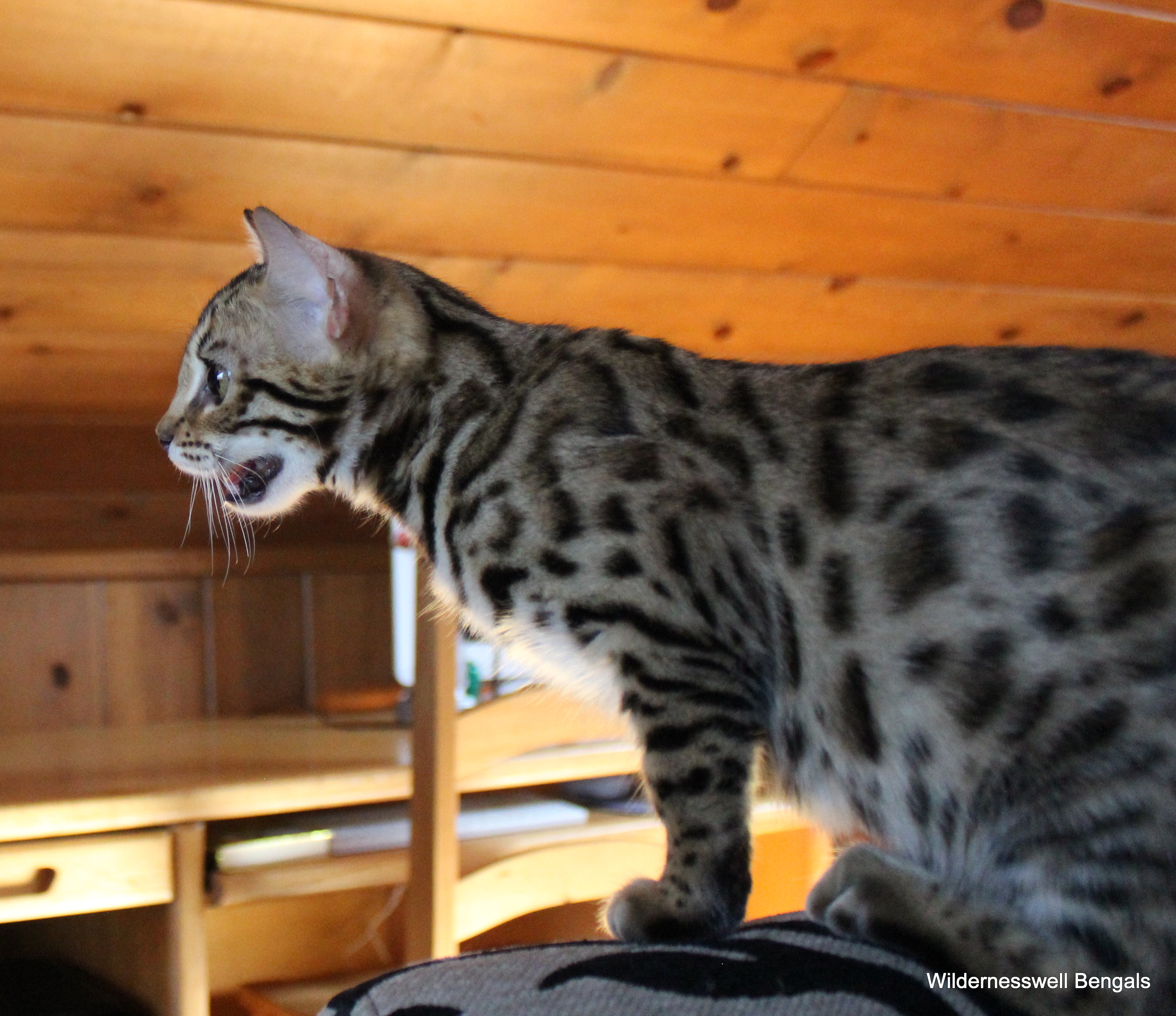 Bengal Body Shape