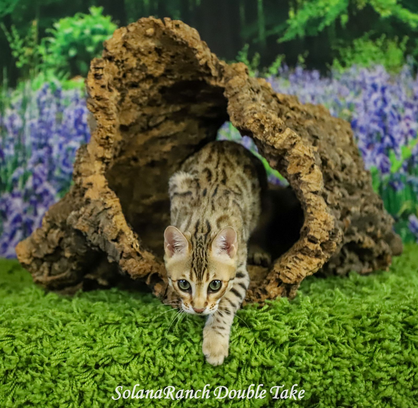 Solana Ranch Bengal cats and Bengal Kittens for sale from California ...