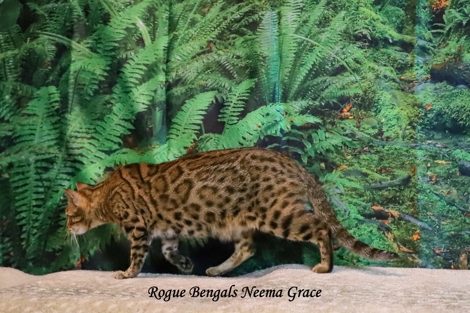 Quality Bengal Kittens - Early Generation Female Cats