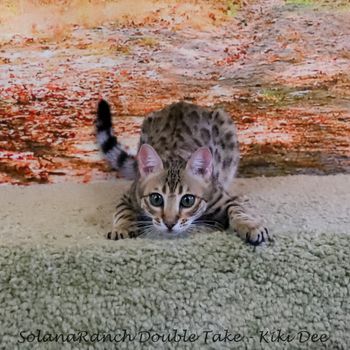 Solana Ranch Bengal cats and Bengal Kittens for sale from California Bengal cat breeder