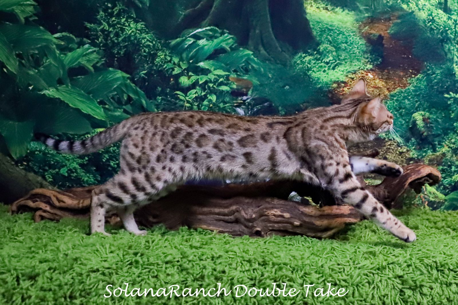 Solana Ranch Bengal cats and Bengal Kittens for sale from California ...