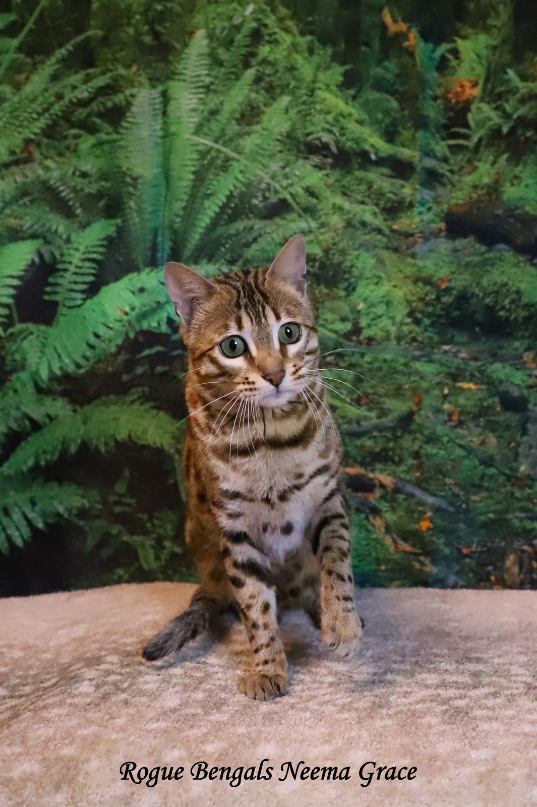 Quality Bengal Kittens - Early Generation Female Cats