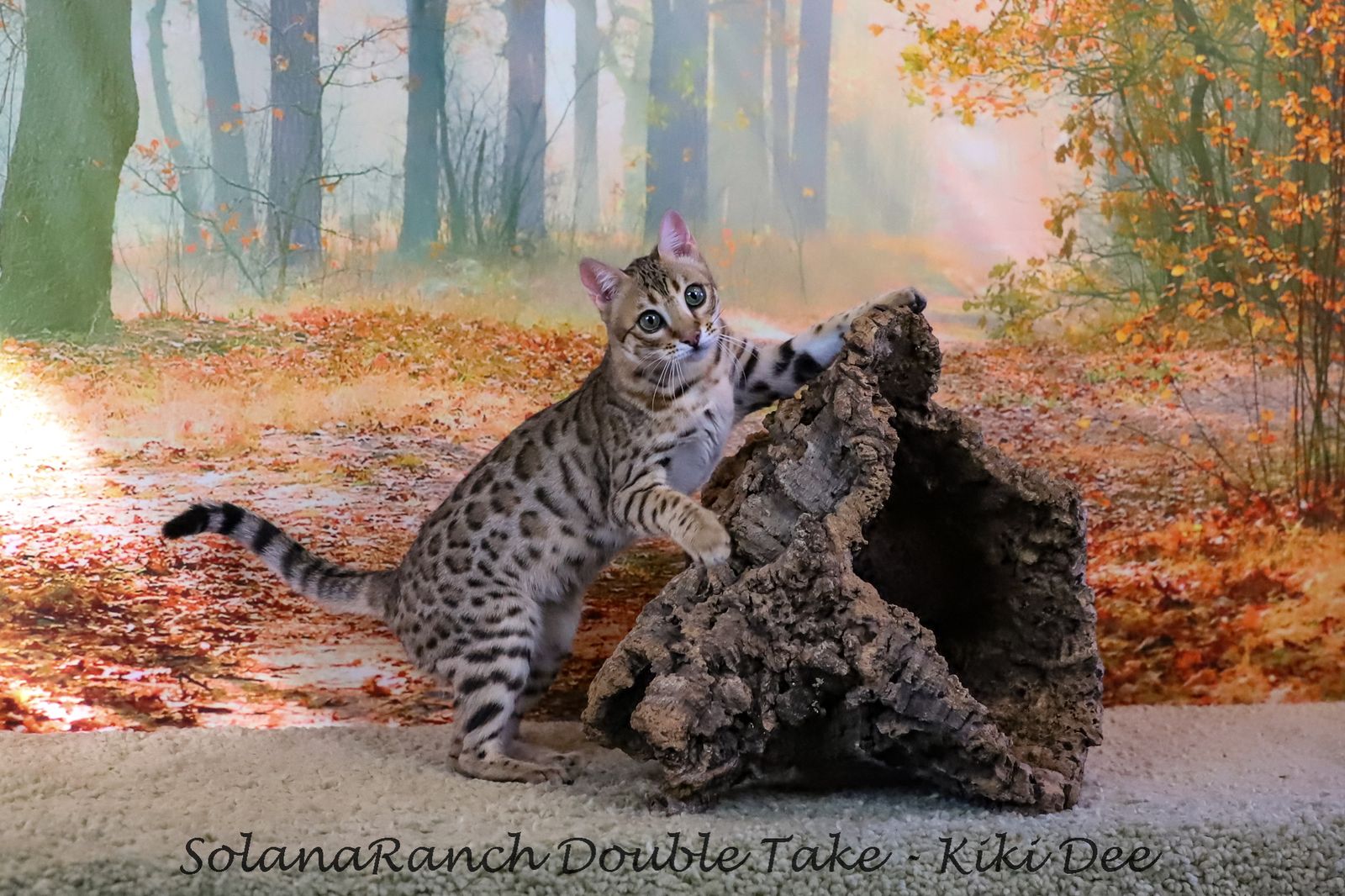 Solana Ranch Bengal cats and Bengal Kittens for sale from California ...
