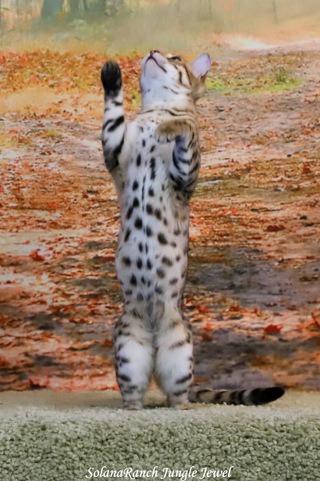 Solana Ranch Bengal cats and Bengal Kittens for sale from California ...