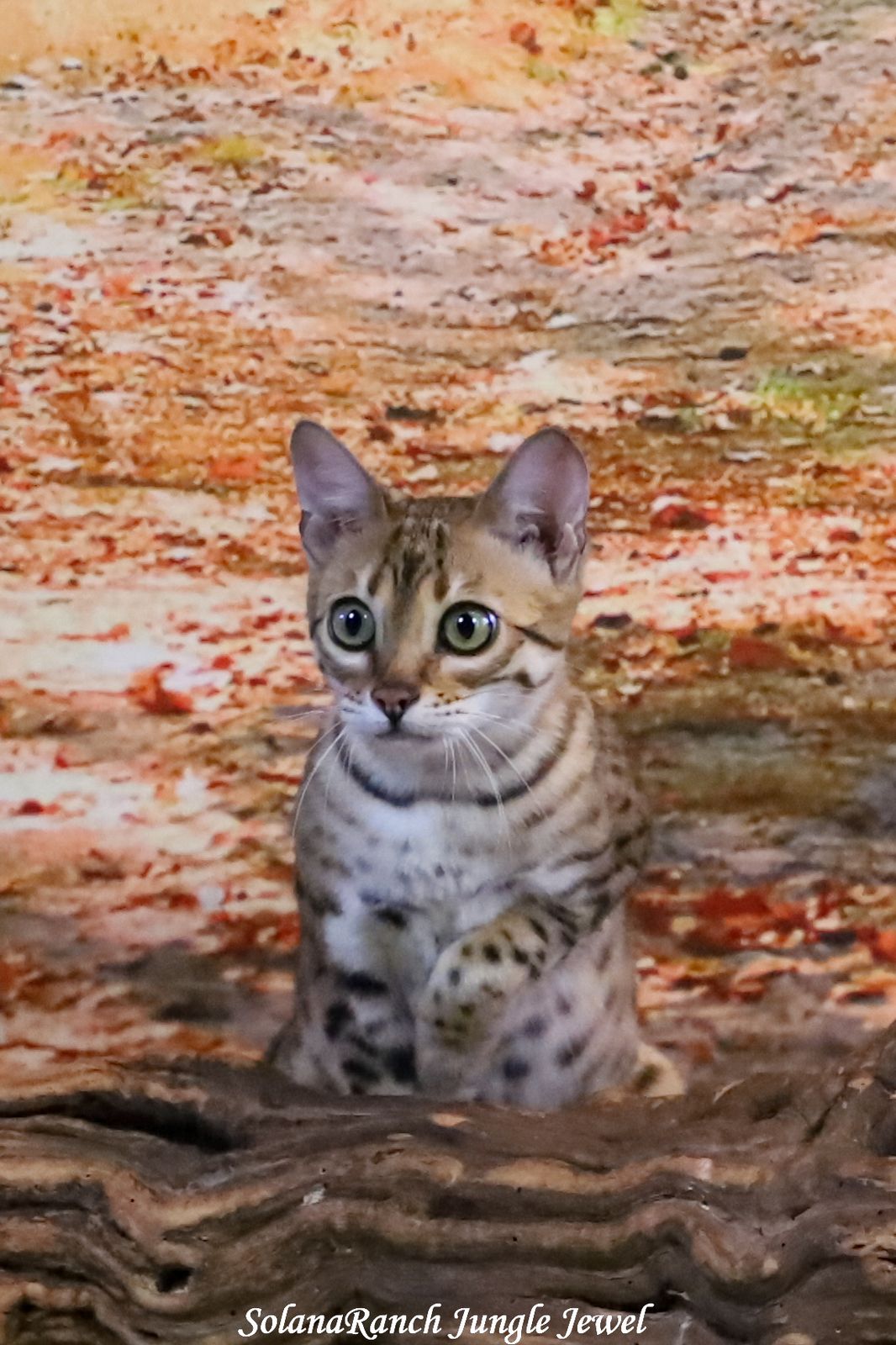 Solana Ranch Bengal cats and Bengal Kittens for sale from California ...