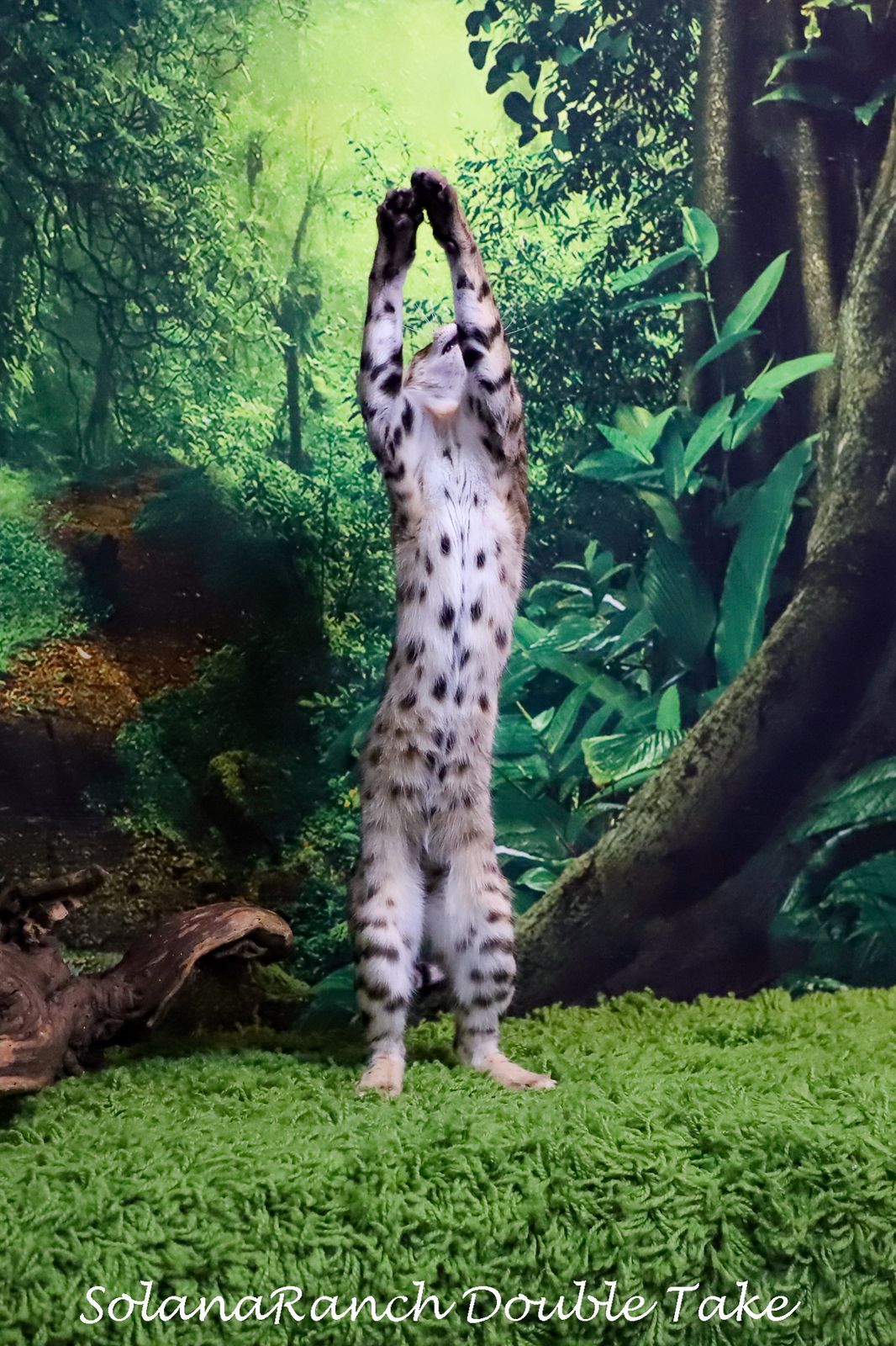 Solana Ranch Bengal cats and Bengal Kittens for sale from California ...