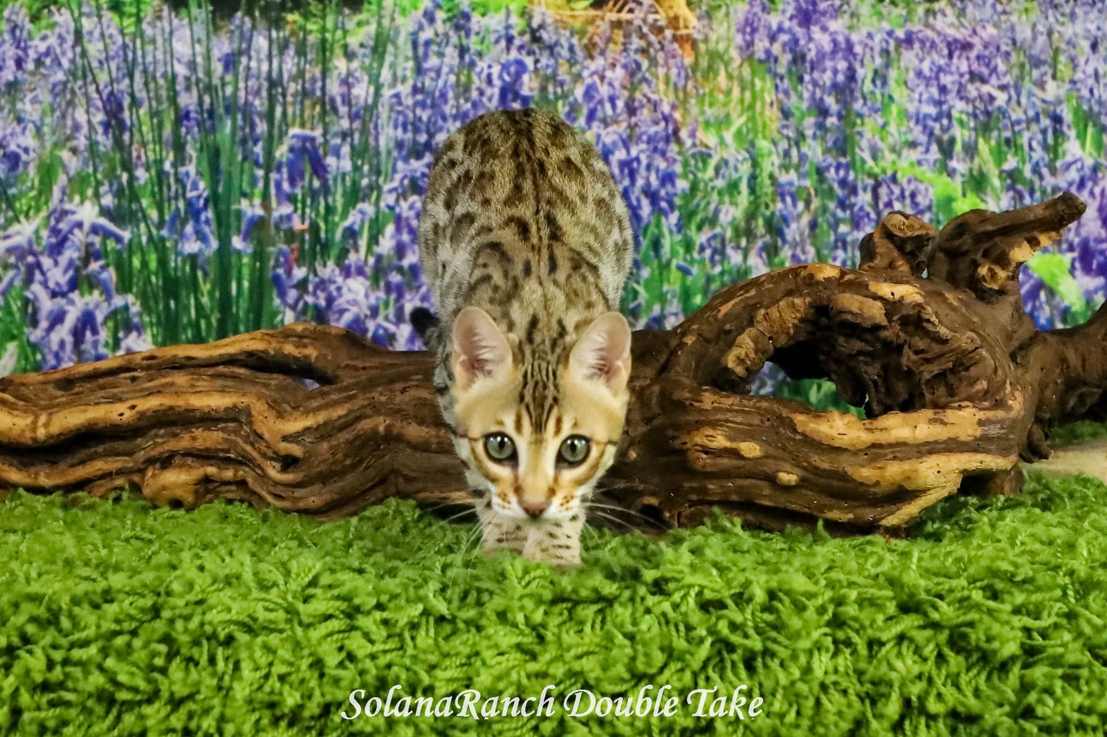 Solana Ranch Bengal cats and Bengal Kittens for sale from California ...