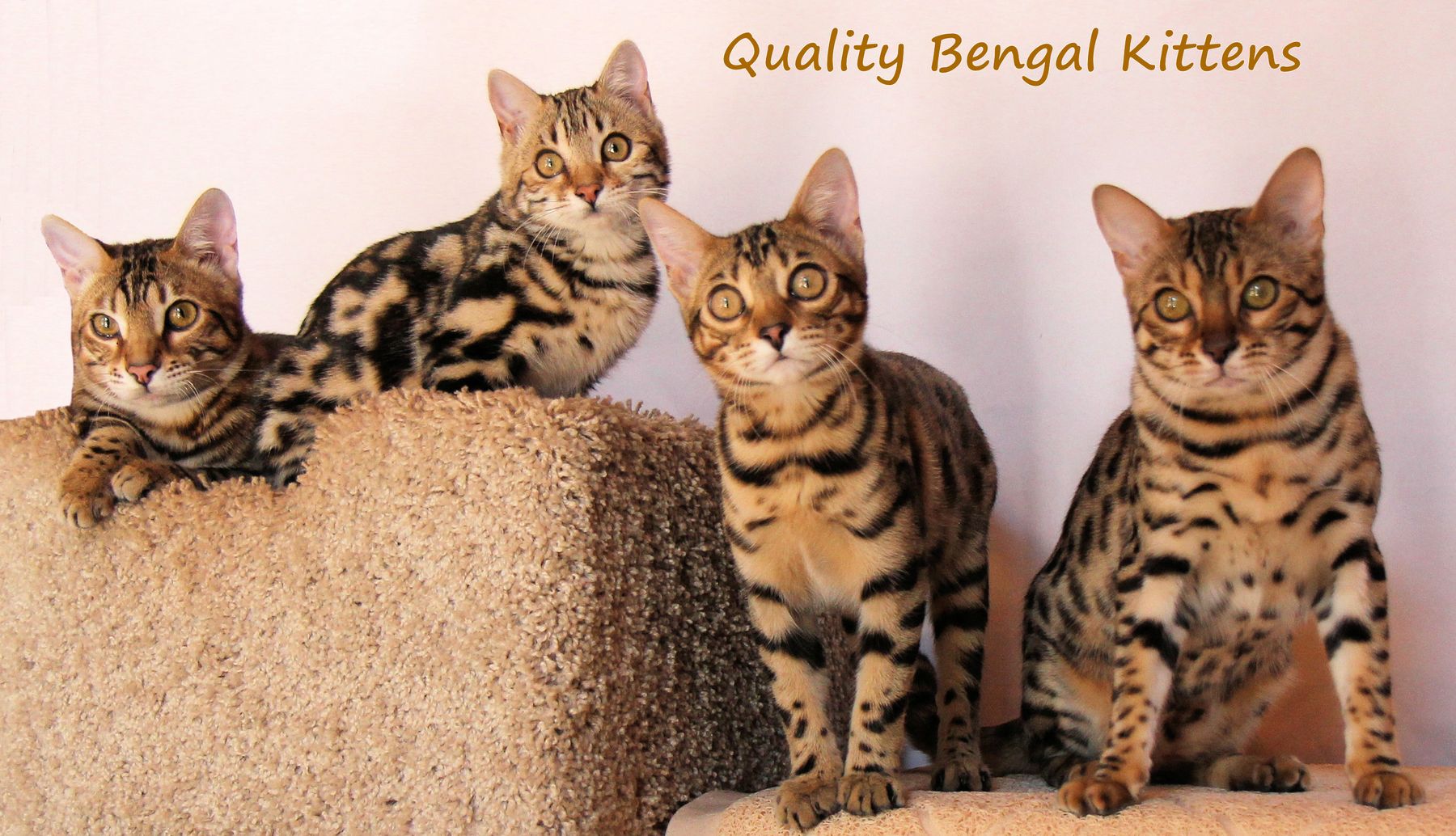 Bengal cat colors brown, sepia, snow, mink, white belly, countershading