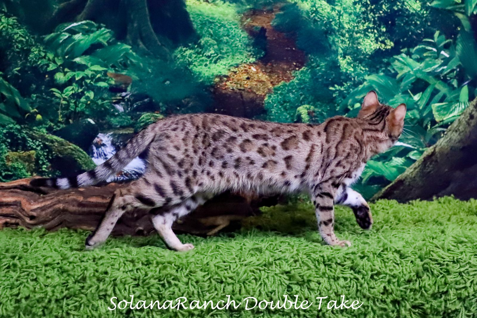 Solana Ranch Bengal cats and Bengal Kittens for sale from California ...