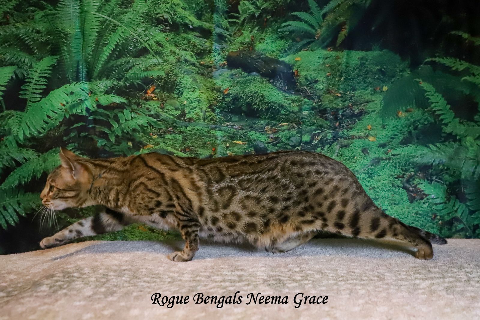 Quality Bengal Kittens - Early Generation Female Cats
