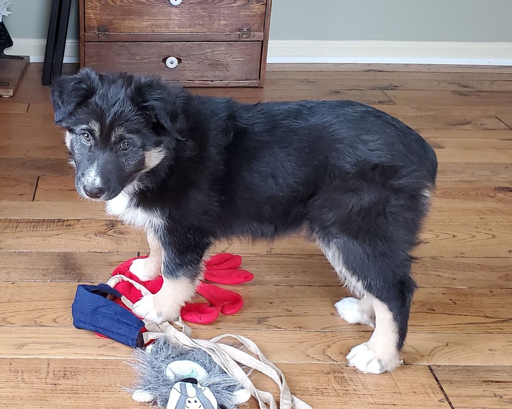 Starstuff Australian Shepherds - Starstuff's Jessie the Cowgirl STDcsd