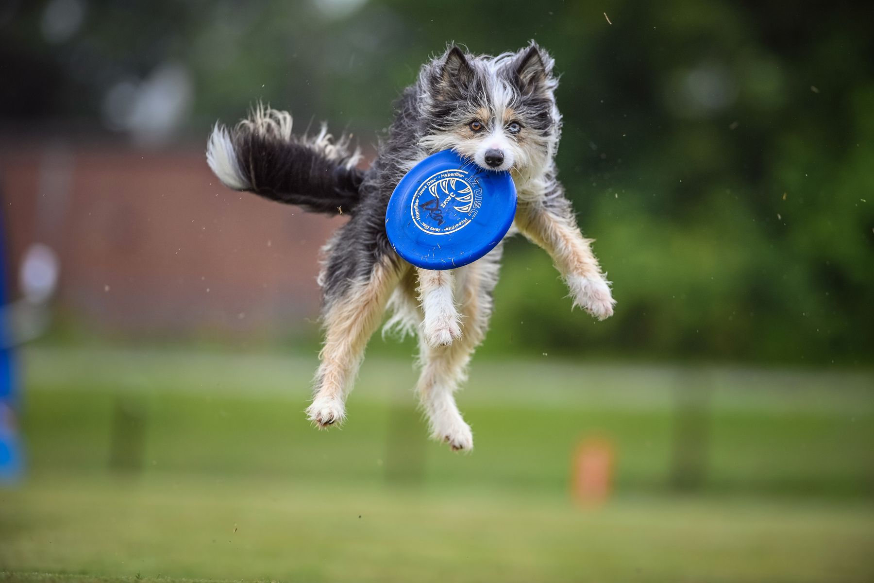 Brightside Dog Boarding and Dog Training, all Dog Sports