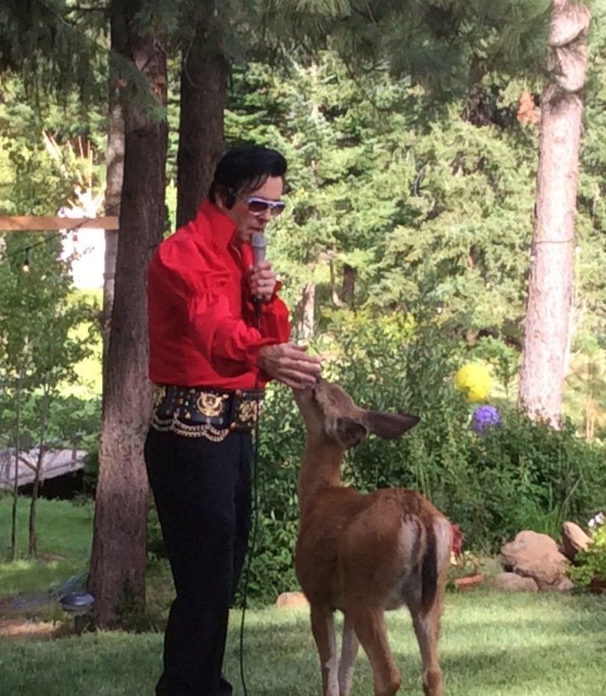 Danny Memphis, Entertainer, Elvis Impersonator, Elvis Tribute Artist ...