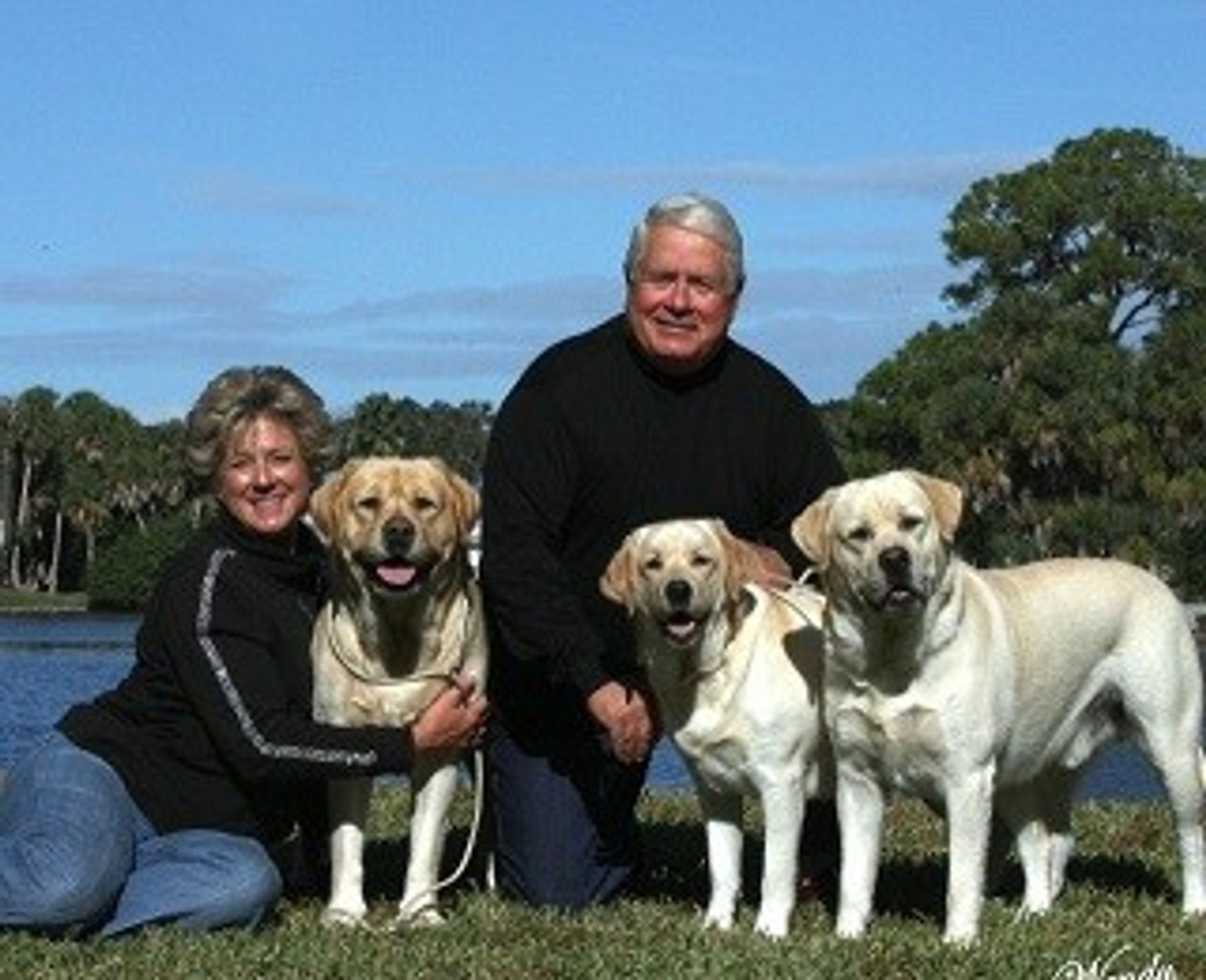 Labrador Retriever Breeder Tampa Bay Florida