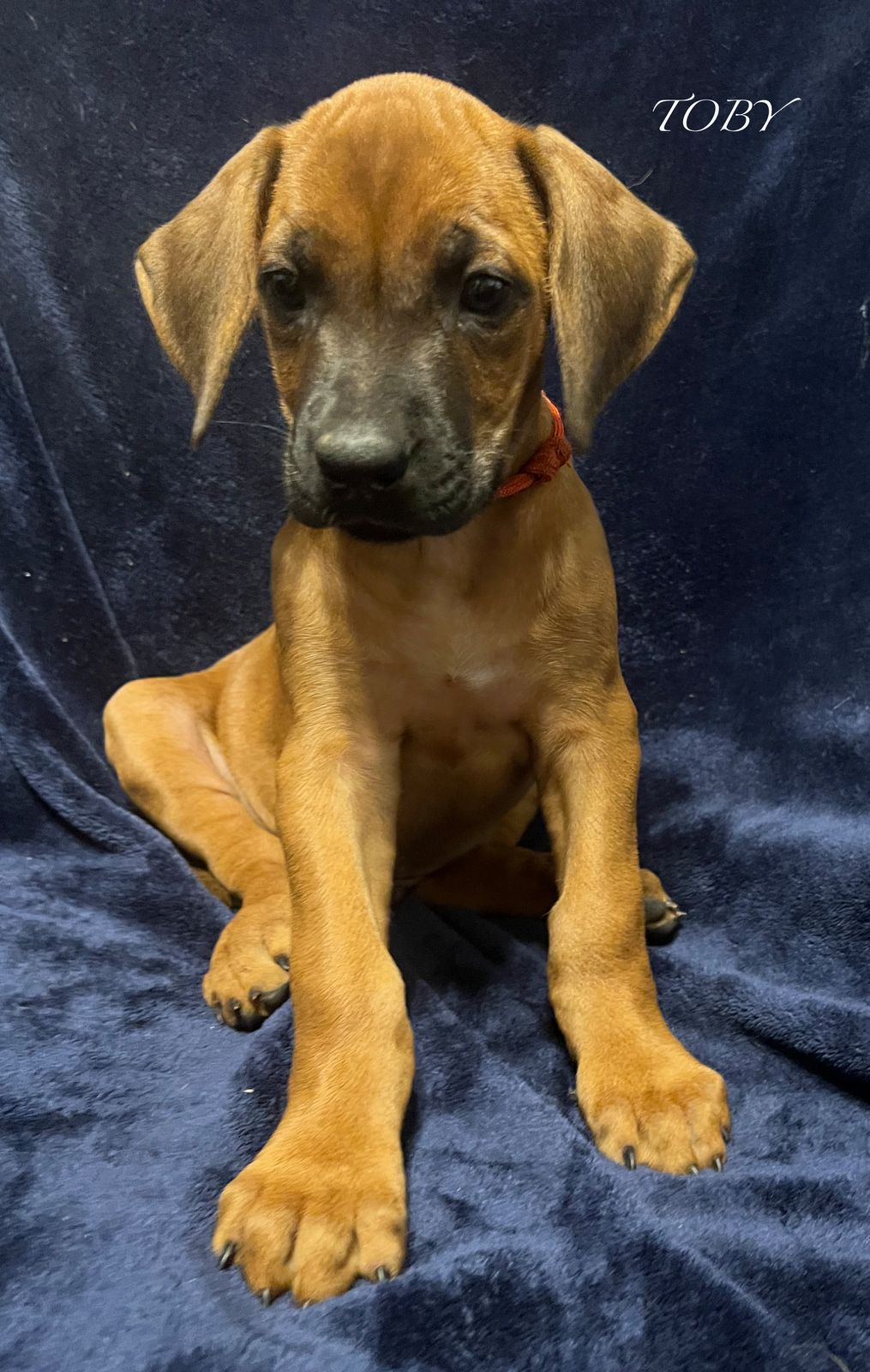 Kina Kabambe Rhodesian Ridgebacks - the Office Litter