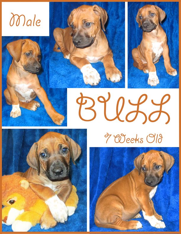 Kina Kabambe Rhodesian Ridgebacks - the Rodeo Ridgebacks