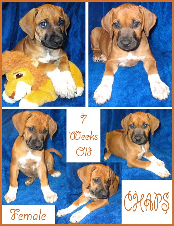 Kina Kabambe Rhodesian Ridgebacks - the Rodeo Ridgebacks