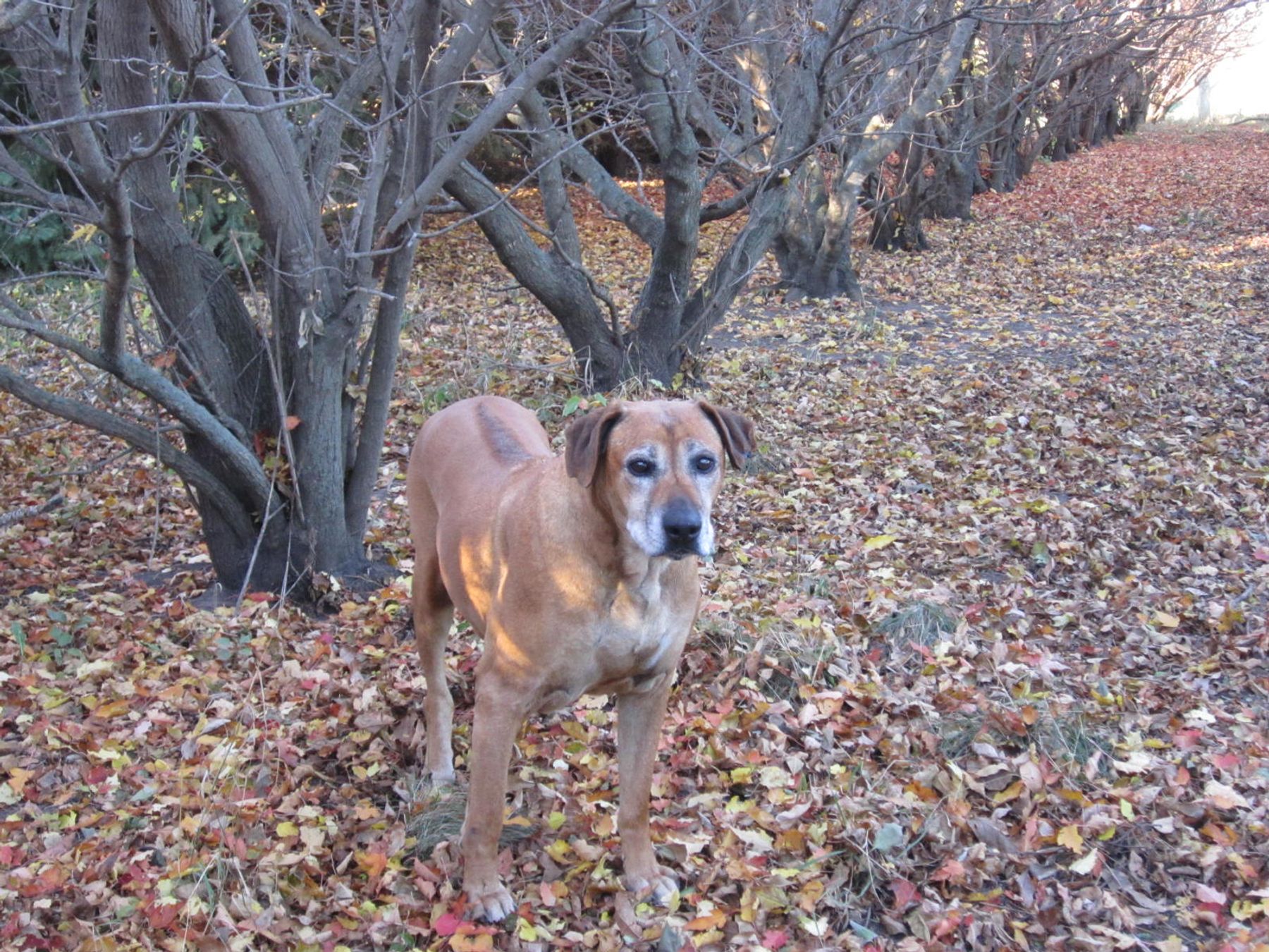 Kina Kabambe Rhodesian Ridgebacks - In Loving Memory
