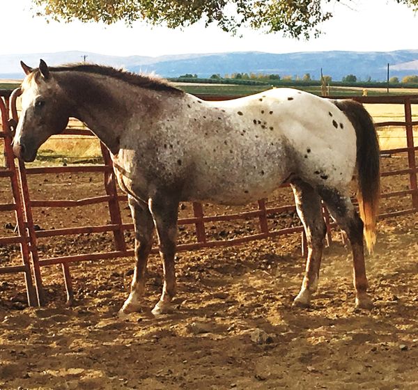 Red Roan Appaloosa