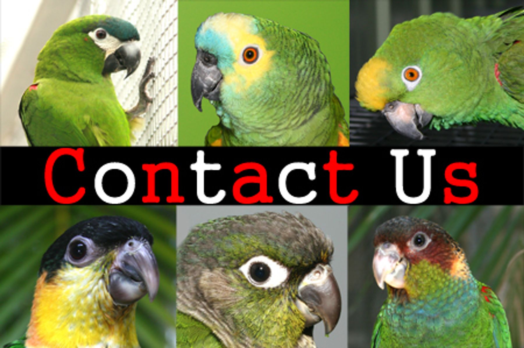 Perky Parrots - Contact Us