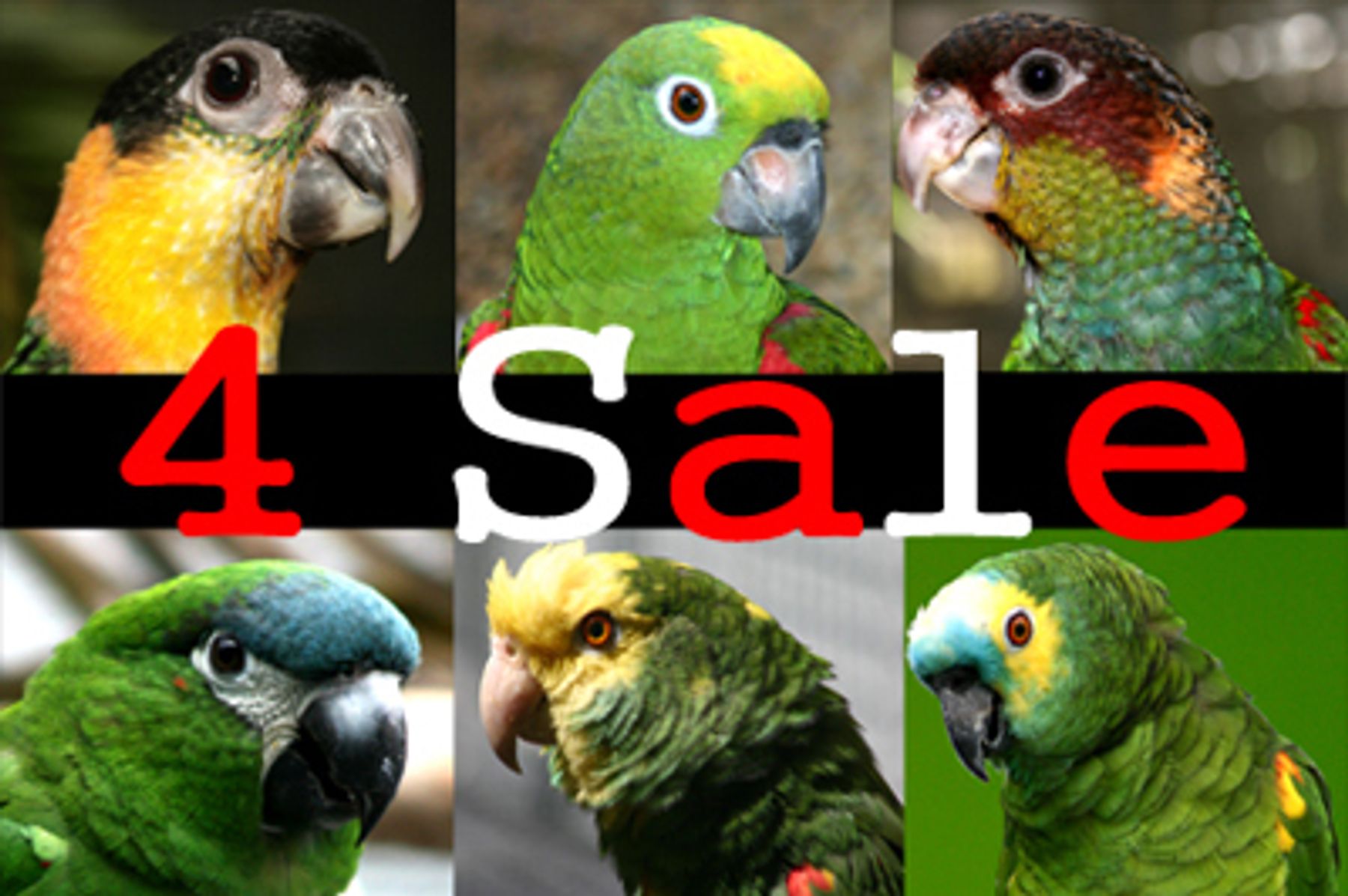 Perky Parrots - For Sale