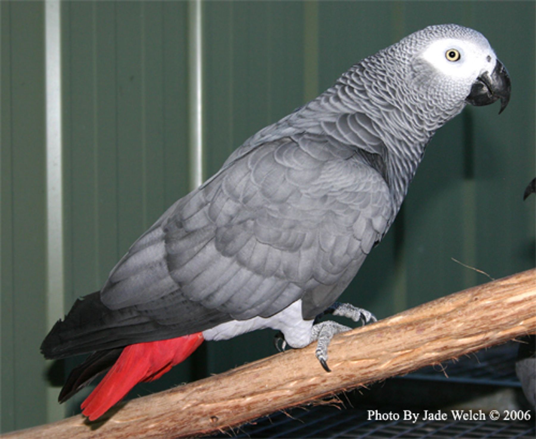 Perky Parrots - African Greys