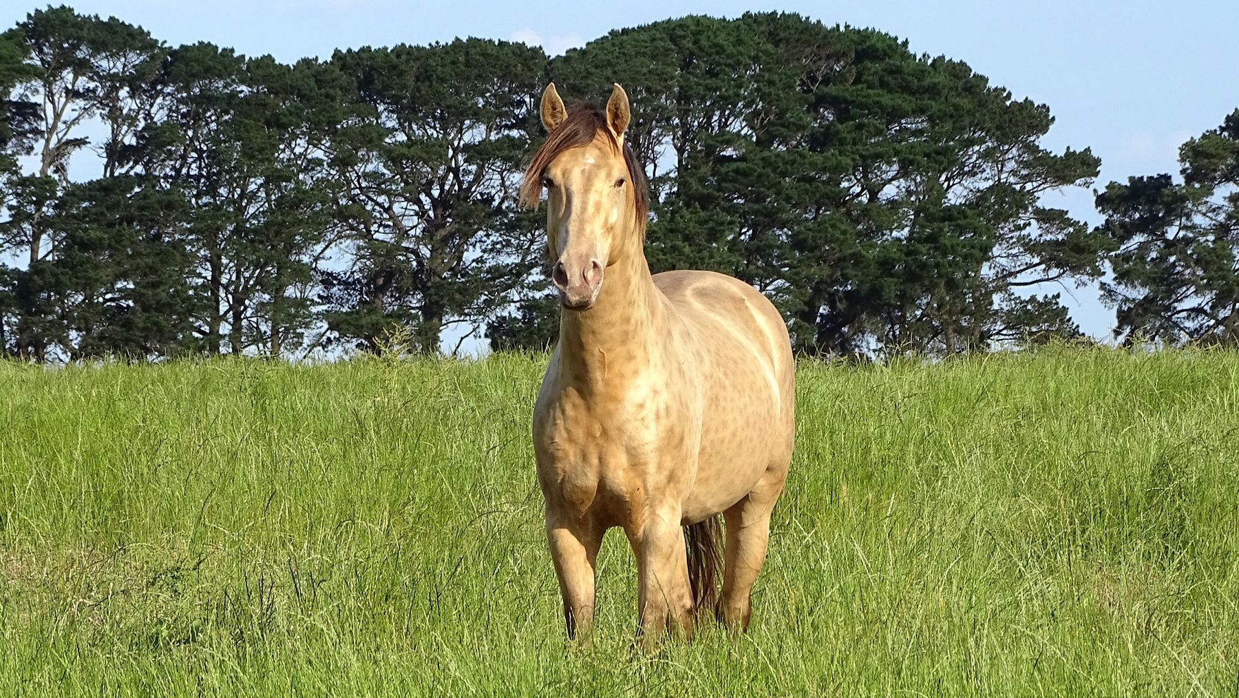 MASSEY FARMS aka ANDALUSIAN AUSTRALIA The Spanish Horse Promoters - 🦄 ...