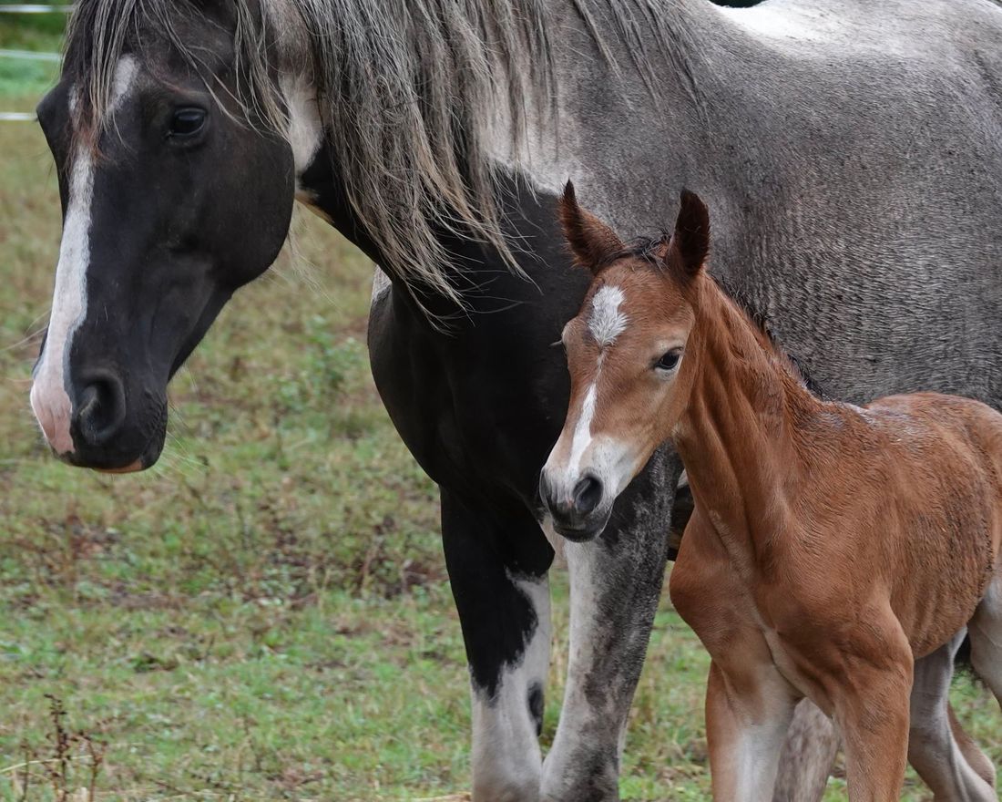 MASSEY FARMS aka ANDALUSIAN AUSTRALIA The Spanish Horse Promoters - 🦄 ...