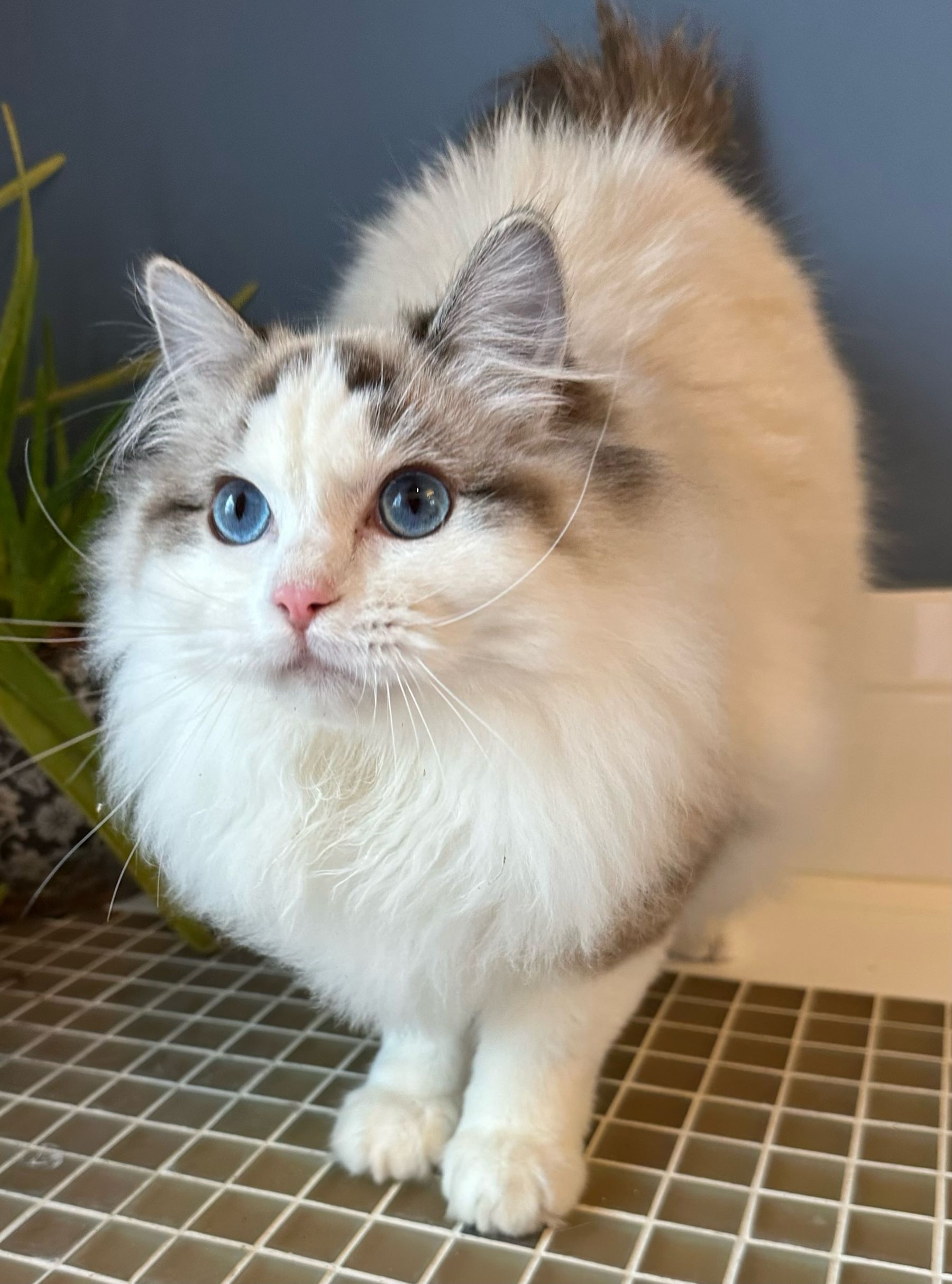 Thomas Treasured Rags