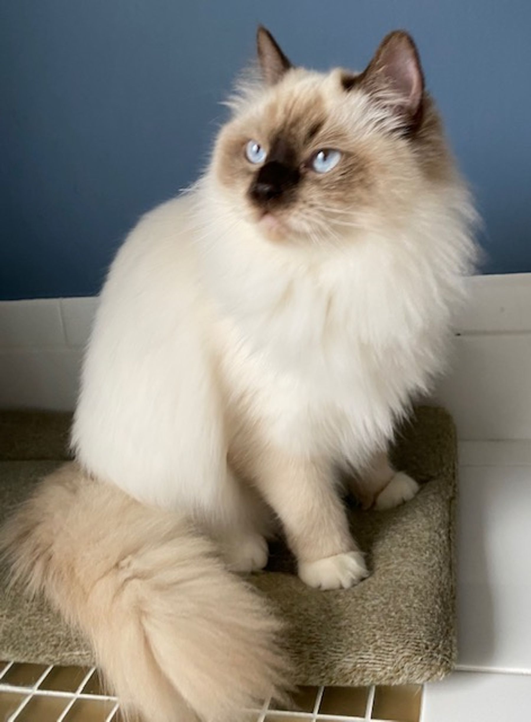 Thomas' Treasured Rags - Queen Mabel