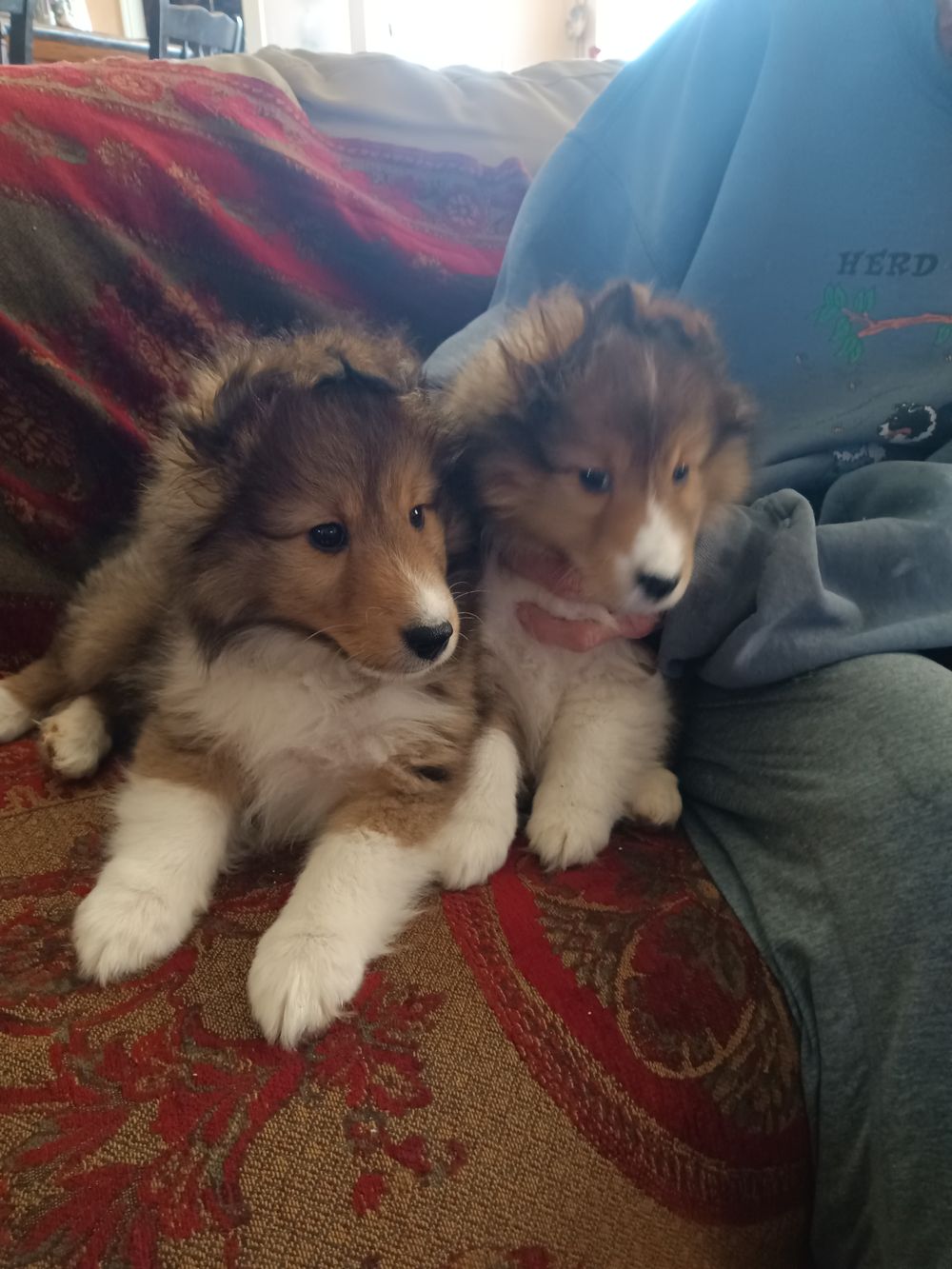 Hillstone Shelties - Also Available