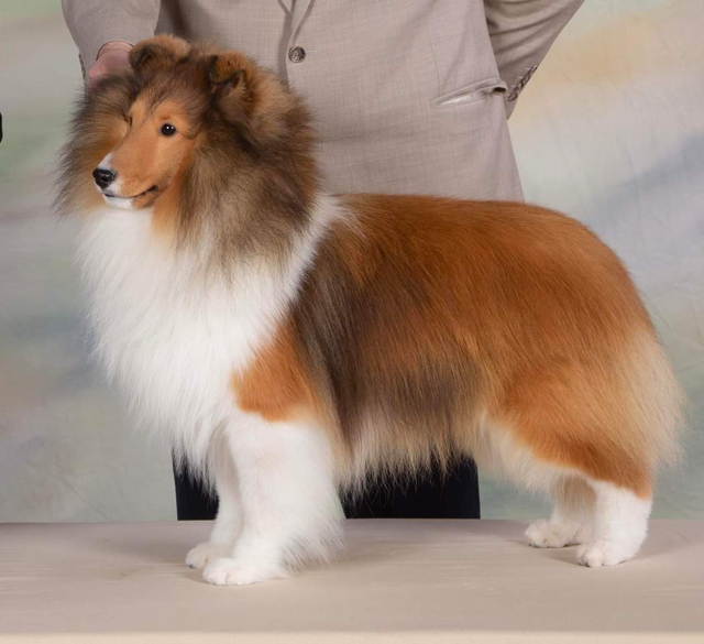 Hillstone Shelties - Also Available